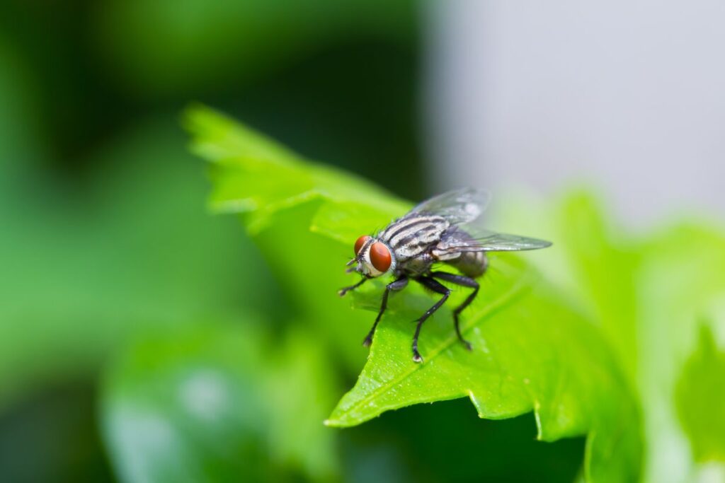The Surprisingly Simple Home Remedy That Makes House Flies Disappear ...